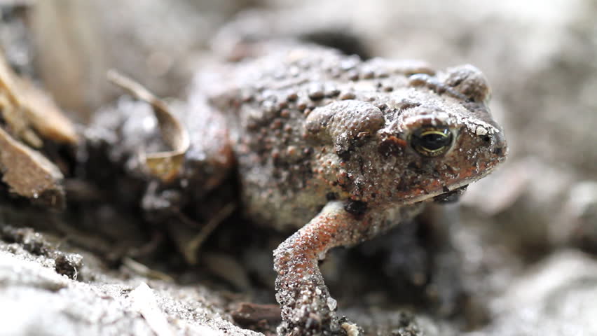 Toad Macro Shot Side View című (100% jogdíjmentes) stockvideó 2148938 ...