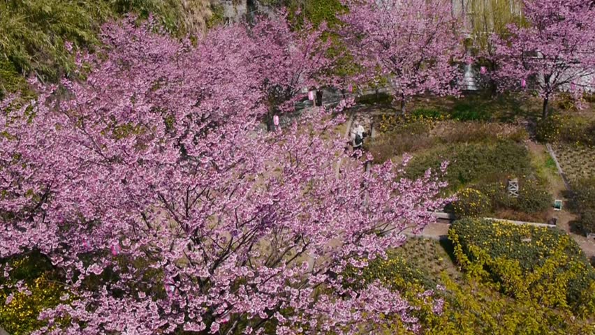 Prunus 'Okame' Cherry Blossoms Pink With Forsythia Helios Yellow In ...