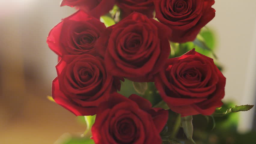 Time-lapse Of Two Dying Red Roses Isolated On White 6 Stock Footage ...