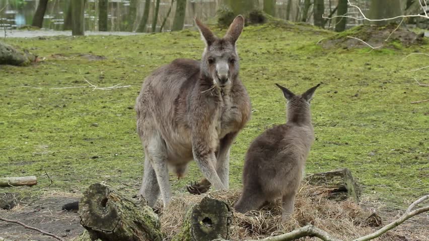 Kangaroo Wallaby - Australian Wildlife. The Kangaroo Is One Of ...