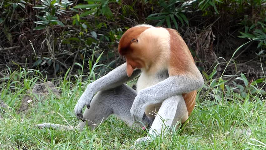 Male Proboscis Monkey (nasalis Larvatus) 스톡 동영상 비디오(100% 로열티프리 ...
