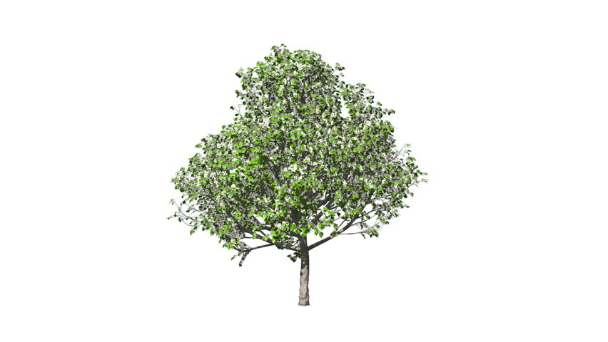 Growing Tree On White Background, Isolated Object. Convenient For ...
