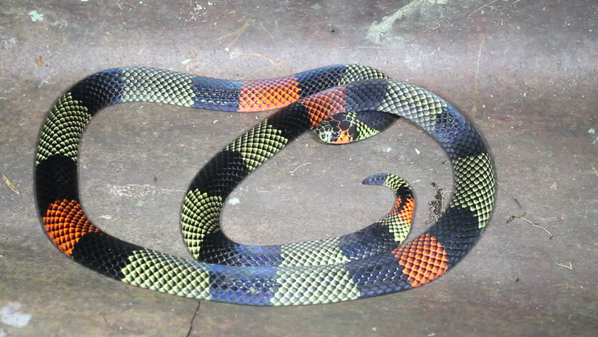 Amazonian Coral Snake (micrurus Spixii Stock Footage Video (100% ...