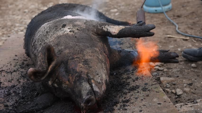 Stock video of slaughter burn the pig hair off | 22193248 | Shutterstock