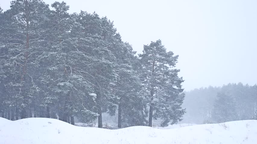 Beautiful Christmas Blizzard Tree In Winter Landscape In Late Evening ...