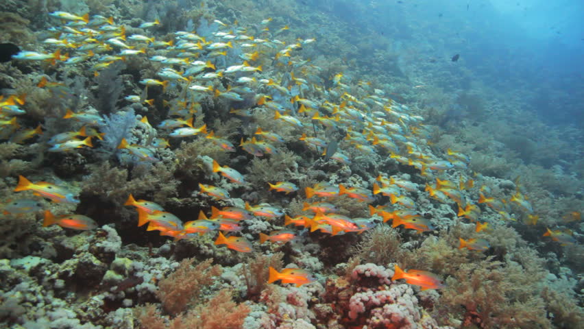 Shoal of Yellow Striped Snapper Stock Footage Video (100% Royalty-free ...
