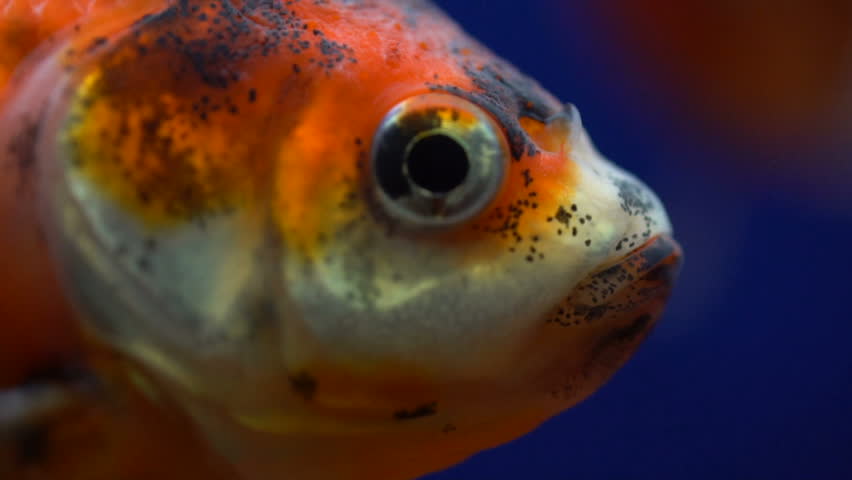 Exotic Tropical Fish Swimming In An Aquarium Stock Footage Video ...