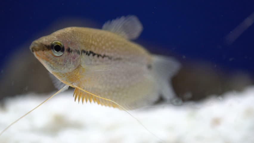 Beautiful Moonlight Gourami Fish In Slow Motion Stock Footage Video ...
