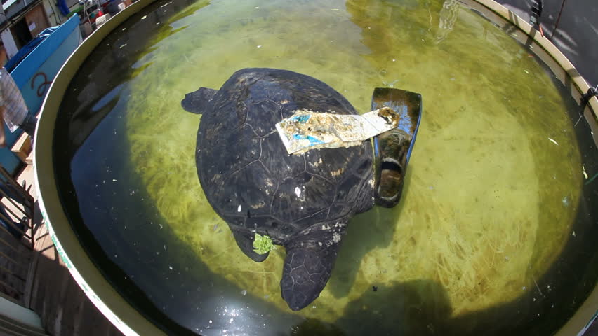 Stock Video Clip of MICHMORET, ISRAEL - MAY 05: Amputated turtle ...