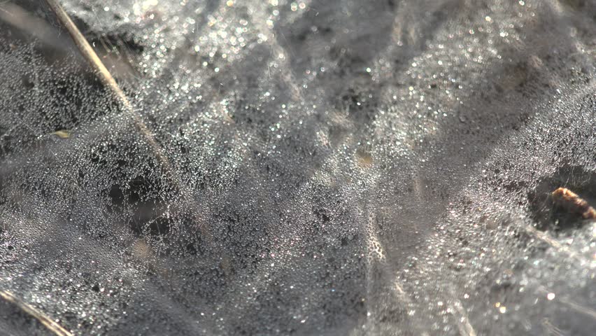 Thick Cobwebs Covered in Drops Stock Footage Video (100% Royalty-free ...