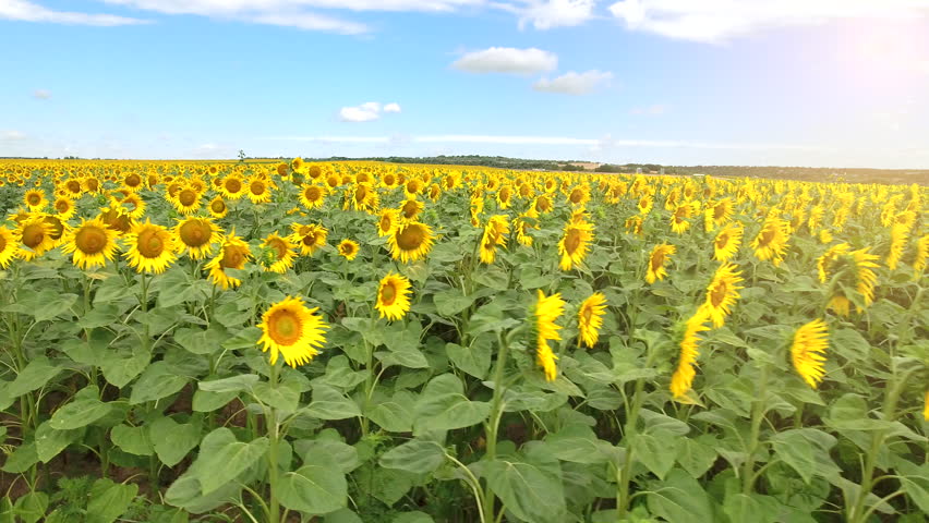 Sunflowers Following Sun. Timelapse. Stock Footage Video 6089930 | Shutterstock
