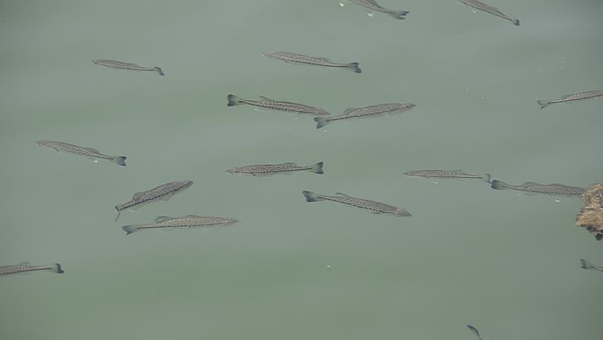 Stock Video Clip of Large-mouth bass fingerlings sunning near the ...