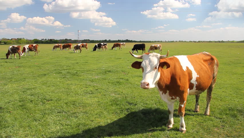 Deep Red Cattle Cow Grazing + Newborn Calf. Deep Red Cattle Have Few ...