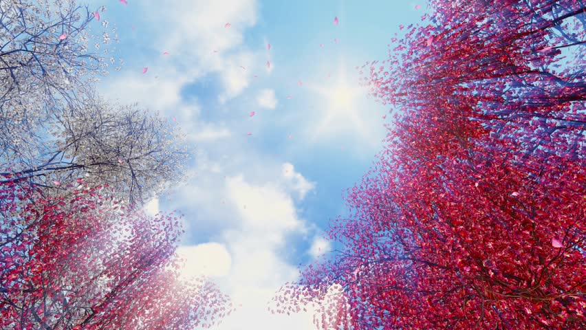 Motion Through Flowering Sakura Cherry Trees And Falling Pink Petals To ...