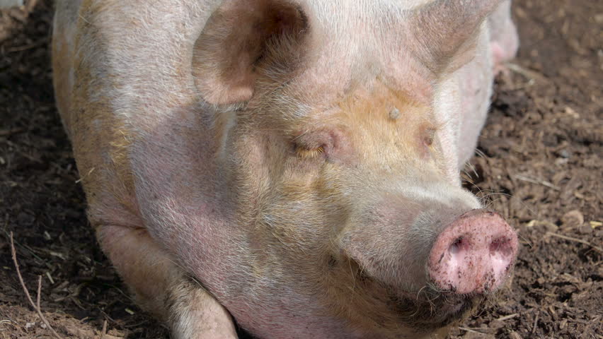 Large Farm Pig Eating Corn In Pigpen, Close Up. Stock Footage Video ...