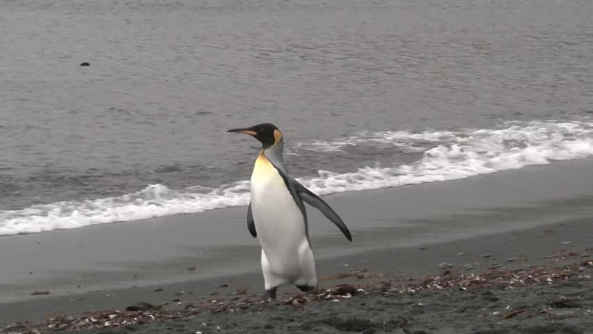 King Penguins image - Free stock photo - Public Domain photo - CC0 Images