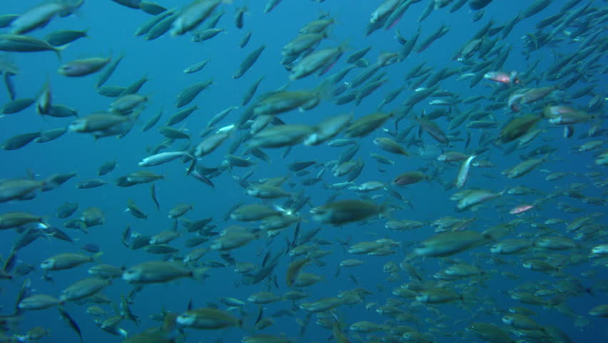 Large Shoal of Fish Ripples Stock Footage Video (100% Royalty-free ...