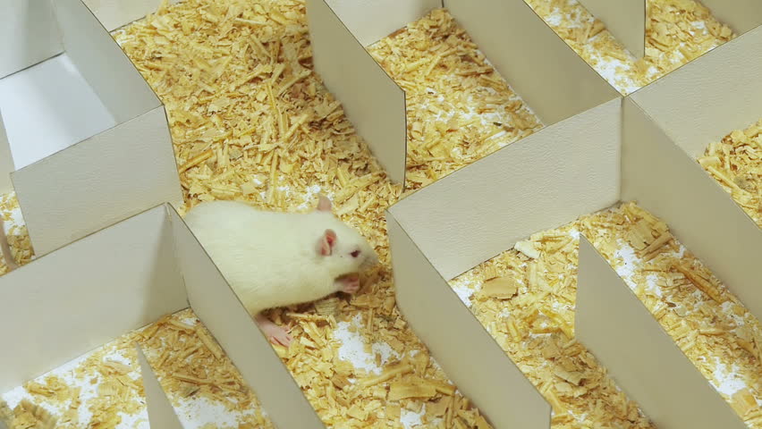 Rat Maze Camera Follows. A Rat Maze Built For This Shoot Shows A White ...