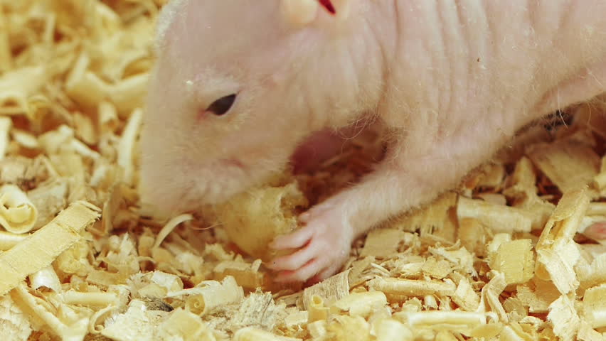 Rat eating food image - Free stock photo - Public Domain photo - CC0 Images