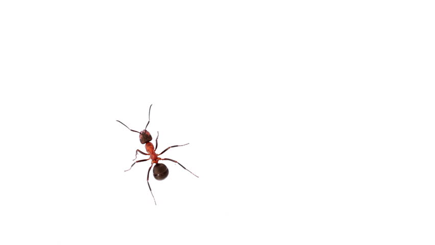 Stock Video Clip of Close up of a fire ant isolated | Shutterstock