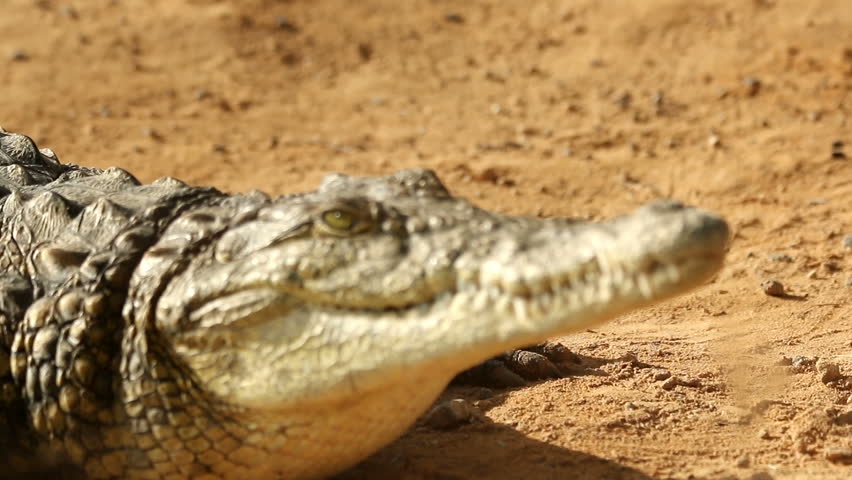 Stock video of crocodile lying in the sun breathing | 23863948 ...