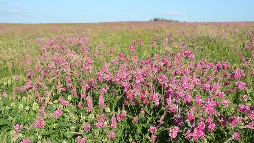 Sainfoin On The Field. Stock Footage Video 17455480 | Shutterstock