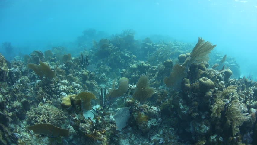 Gorgonians Wave Gently Back And Forth As They Grow On A Shallow Coral ...