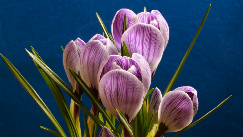 Flower Blooming Beautiful Spring Time Lapse On Black Background Stock ...