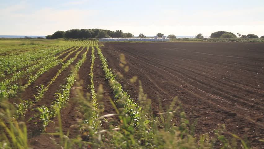 Newly Planted Corn Field Stock Footage Video (100% Royalty-free ...