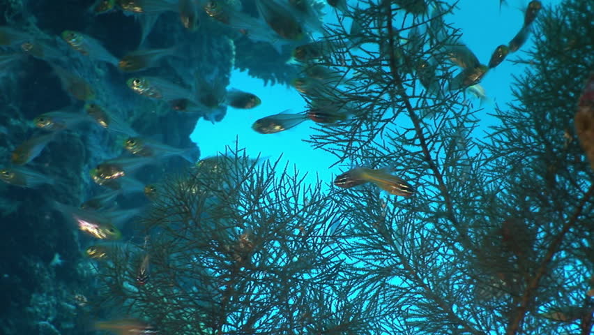 School Of Transparent Glass Fish Underwater On Background Coral In Red ...