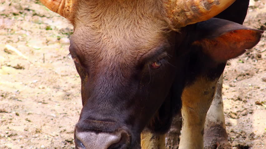 Close Up Portrait Of Indian Gaur (bison) Male. Wild Animal In Its ...