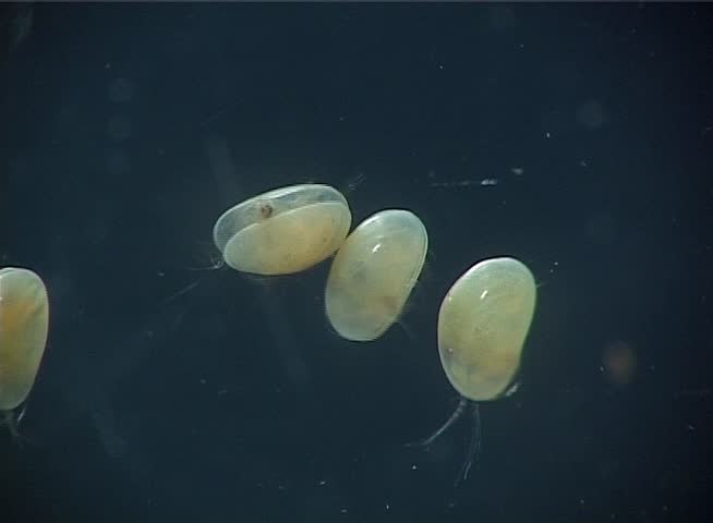 Ostracods, Or Ostracodes, Are A Class Of The Crustacea (class Ostracoda ...