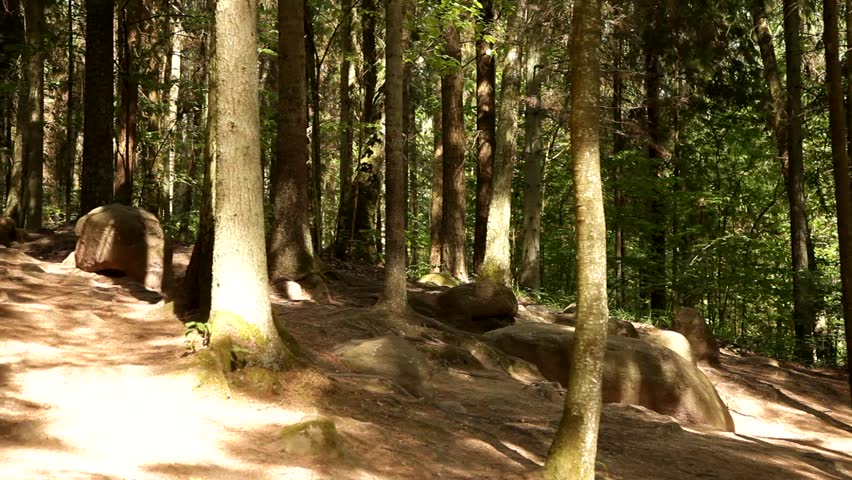Stones In Forest Pokaini. Magic Mystery Forest In Latvia, Mysterious ...