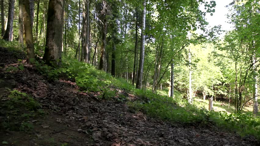 Pokaini. Magic Forest in Latvia, Stock Footage Video (100% Royalty-free ...