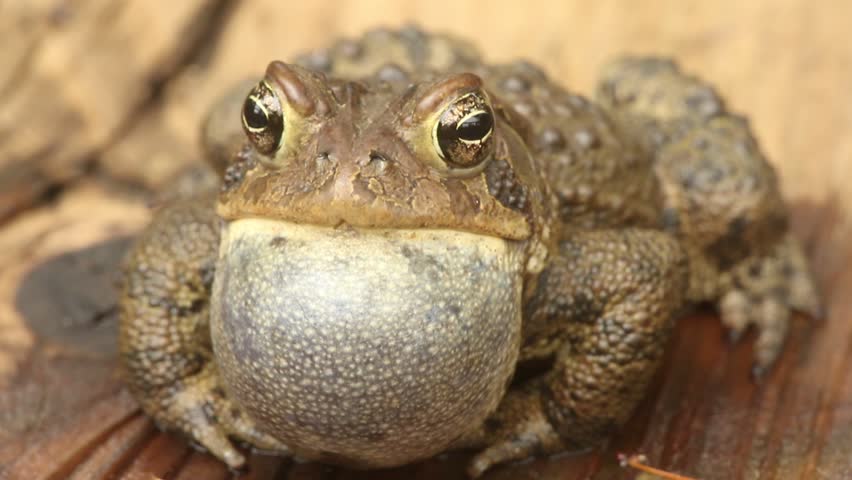 Male American Toad (bufo Americanus) Stock Footage Video (100% Royalty ...