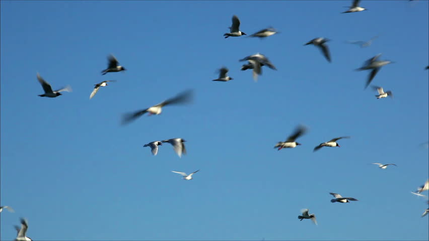 Hundreds of Birds Flying in Stock Footage Video (100% Royalty-free ...