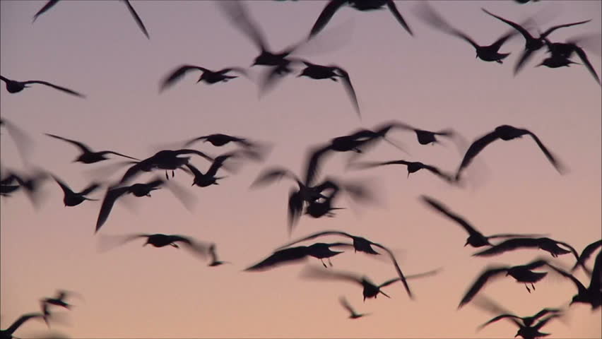 Hundreds of Birds Flying Against Stock Footage Video (100% Royalty-free ...