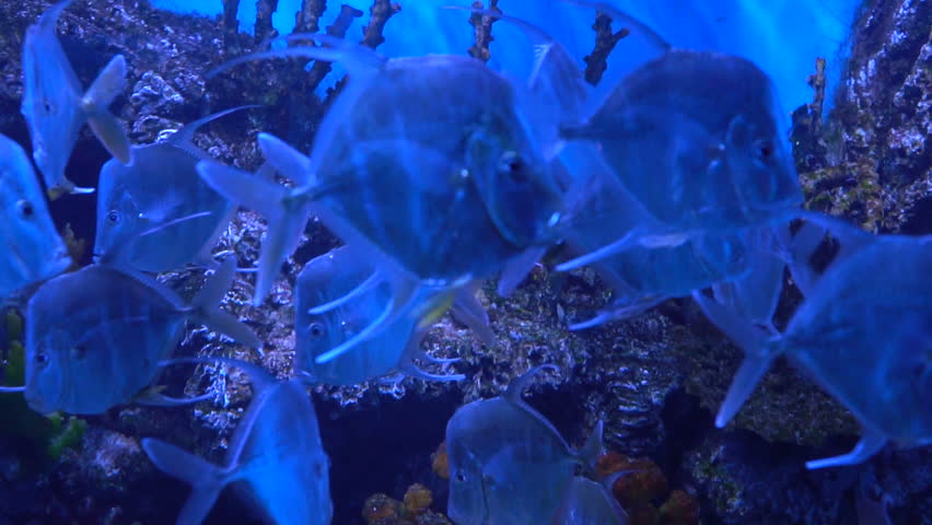 Slow-motion Shooting of Fish and Stock Footage Video (100% Royalty-free ...