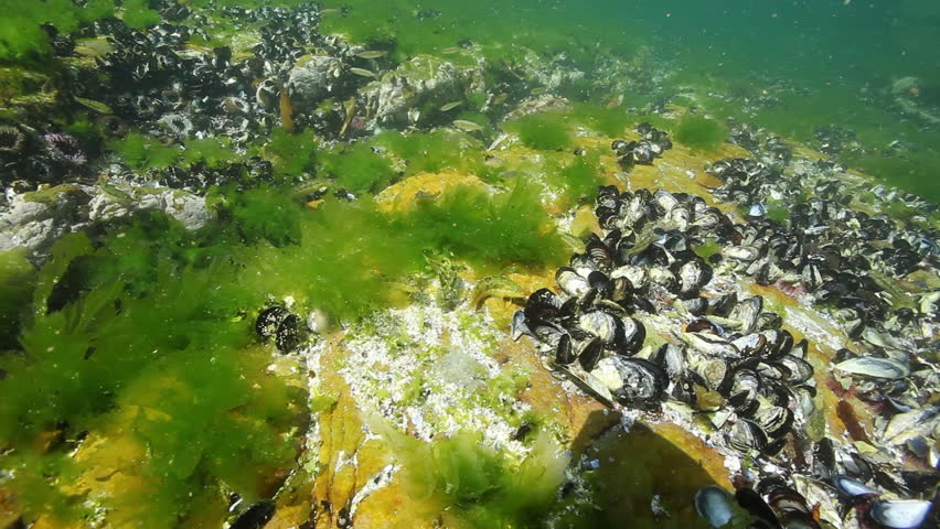 Ornate Green Klipfish Swimming Among Algae And Mussels In A Rock Pool ...