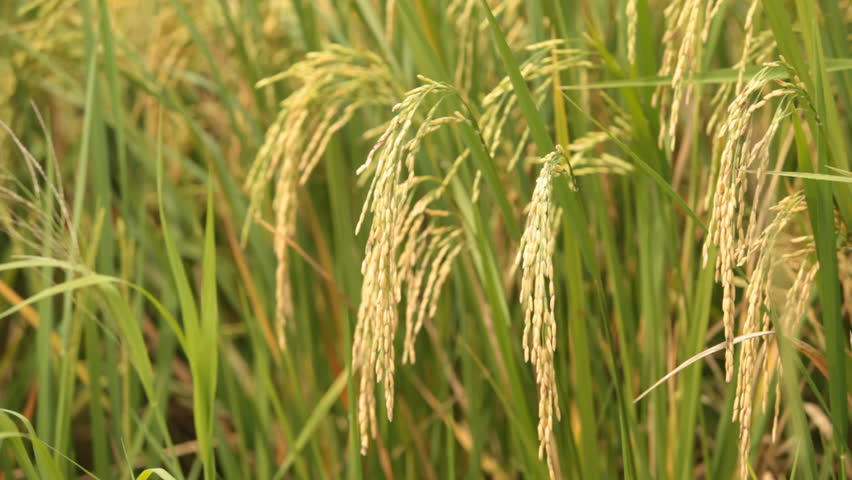 Stock Video Clip of gold rice in field | Shutterstock