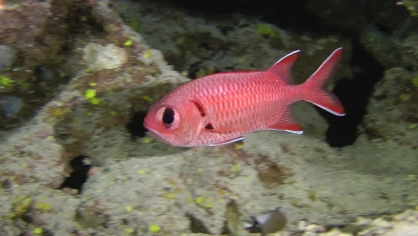 Pinecone Soldierfish (Myripristis Murdjan) Appear From Behind The Coral ...