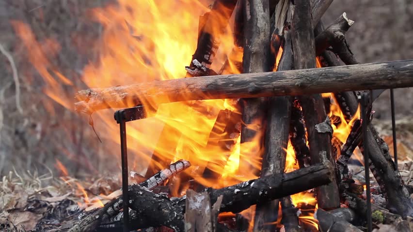 Bright Burning Wood, Campfire Daylight Stock Footage Video (100% ...