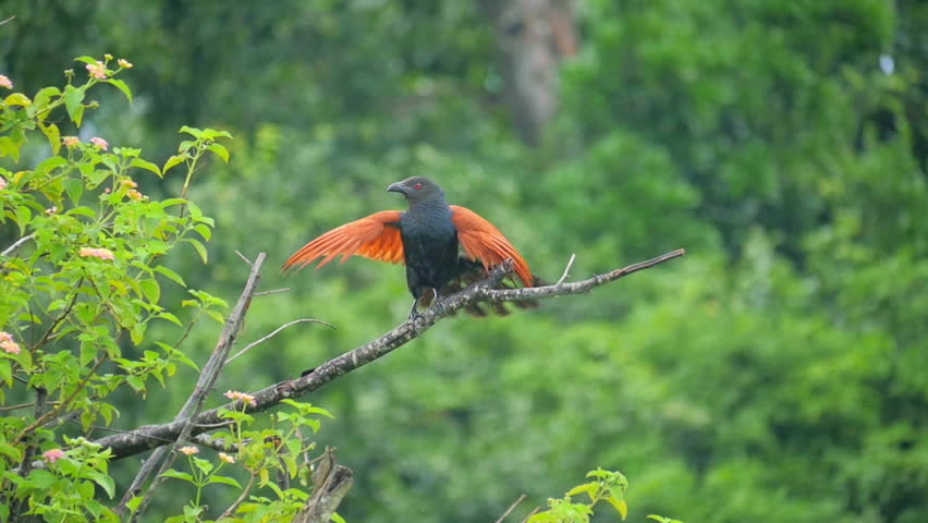 Beautiful Bird Endemic to Sri Stock Footage Video (100% Royalty-free ...