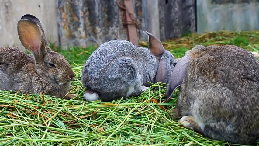 Rabbits Eating a Grass Stock Footage Video (100% Royalty-free) 2544908 ...