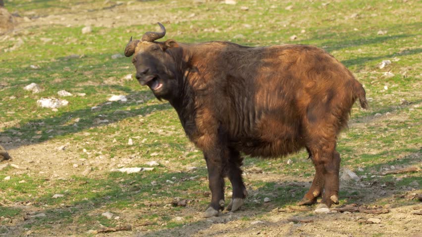 Takin image - Free stock photo - Public Domain photo - CC0 Images