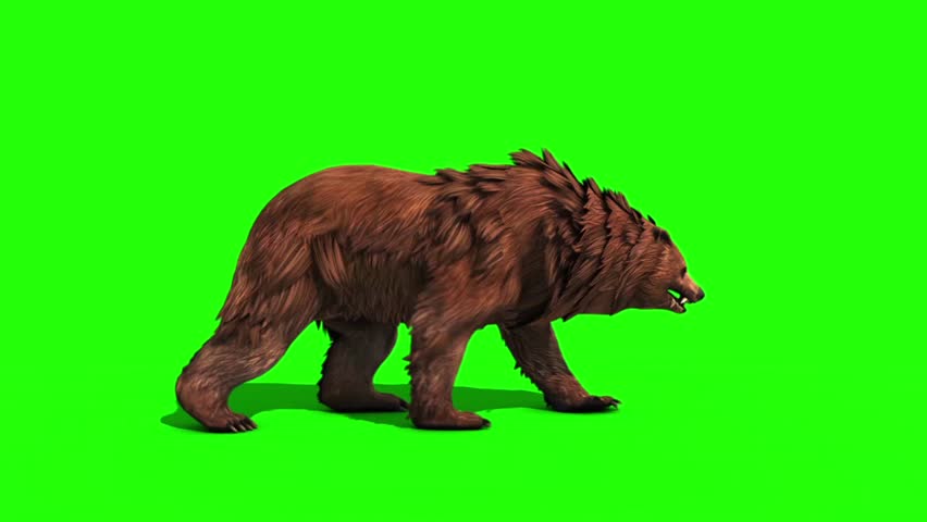 Brown Bear Attacks Side Green Screen 3D Rendering Animation Loop Stock ...