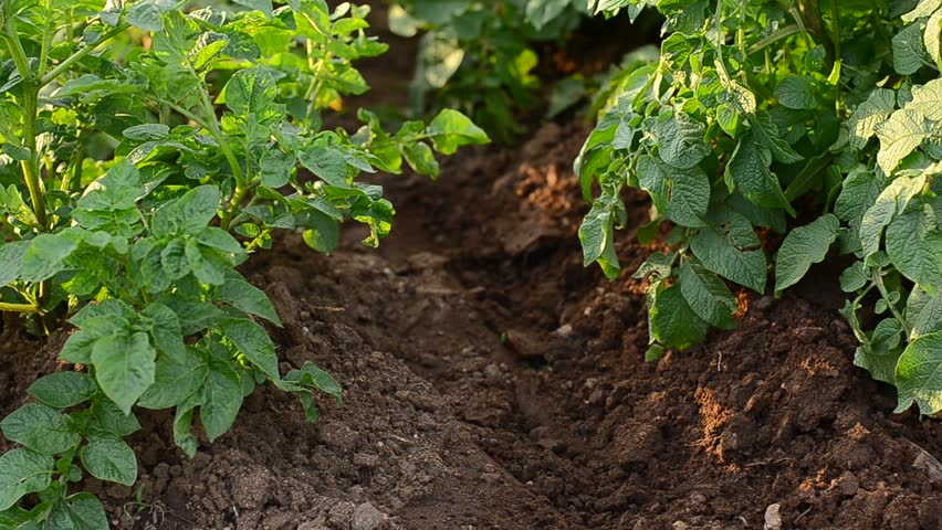 Earthing up Potato Stock Footage Video (100% Royalty-free) 2598968 ...