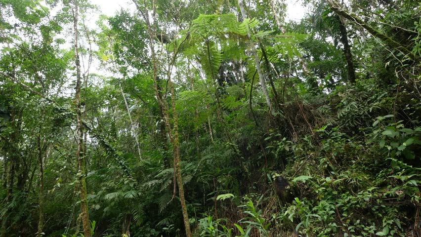 Yanquan Forest, National Park In Lichuan County, Fuzhou City,Jiangxi ...