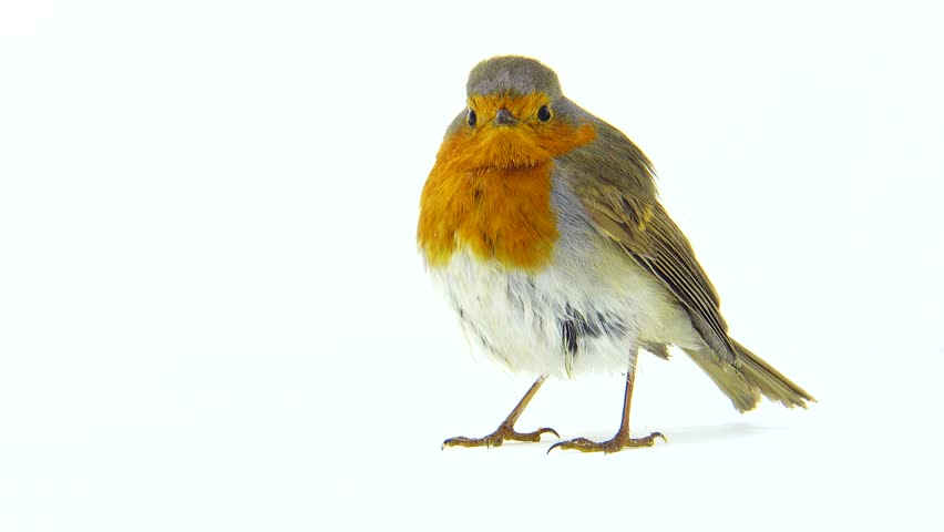 Robin Isolated On A White Background Stock Footage Video 26102597 ...