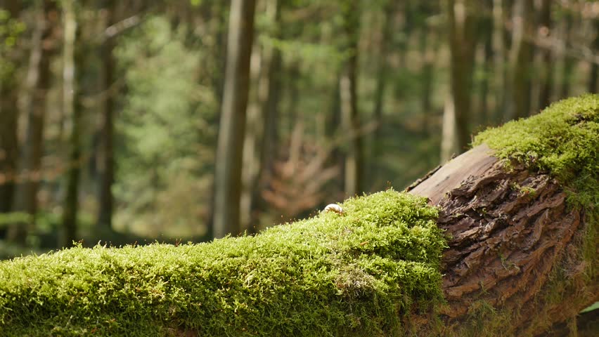 Fallen over Tree stump image - Free stock photo - Public Domain photo ...